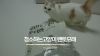 청소하는고양이 벤토모래로 이번에 냥이 화장실 정착한 이유 네이버 블로그